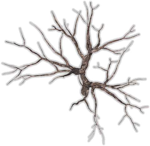 Download Dead Tree Top View, HD Png Download - kindpng