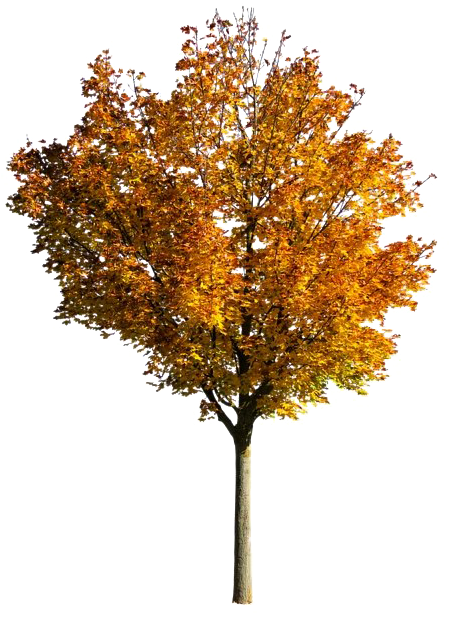 Fall Tree Png Photos - Transparent Fall Tree Png, Png Download, free ...