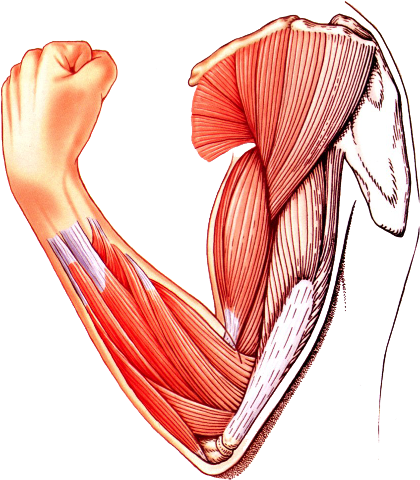 Muscle Arm Download Transparent Png Image - Skeletal Muscle Clipart Png ...
