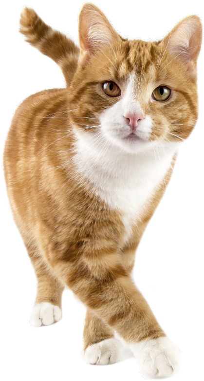 Download Happy Cat Png, Transparent Png - kindpng