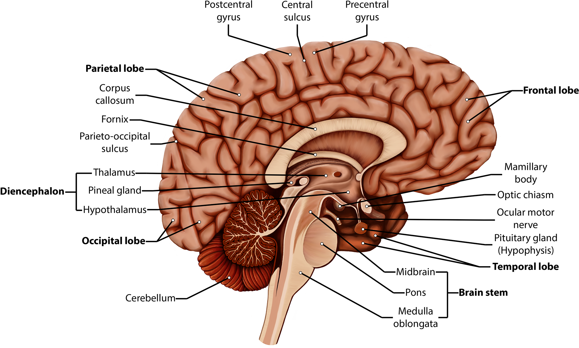 Download Brain Clipart Labeled - Diencephalon Brain Diagram Labeled, HD ...