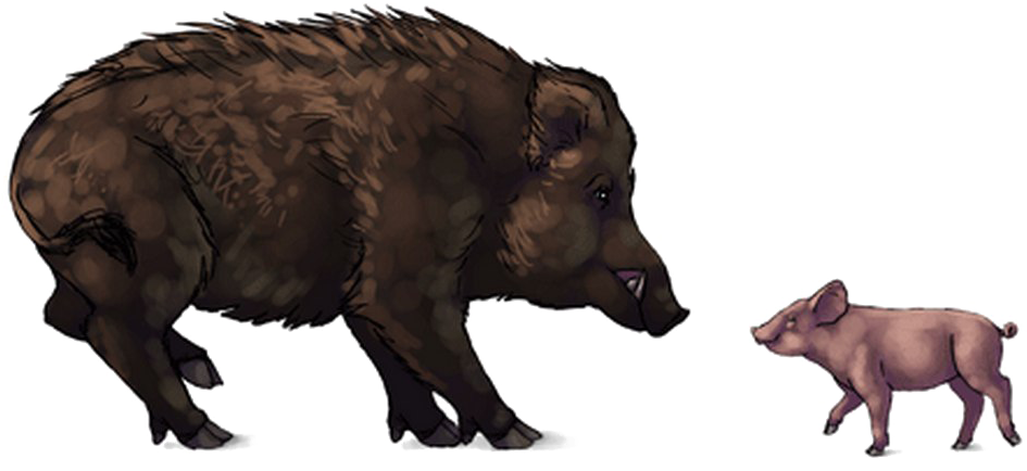 Download Boar Png Download Image - Domestic Pig, Transparent Png - kindpng