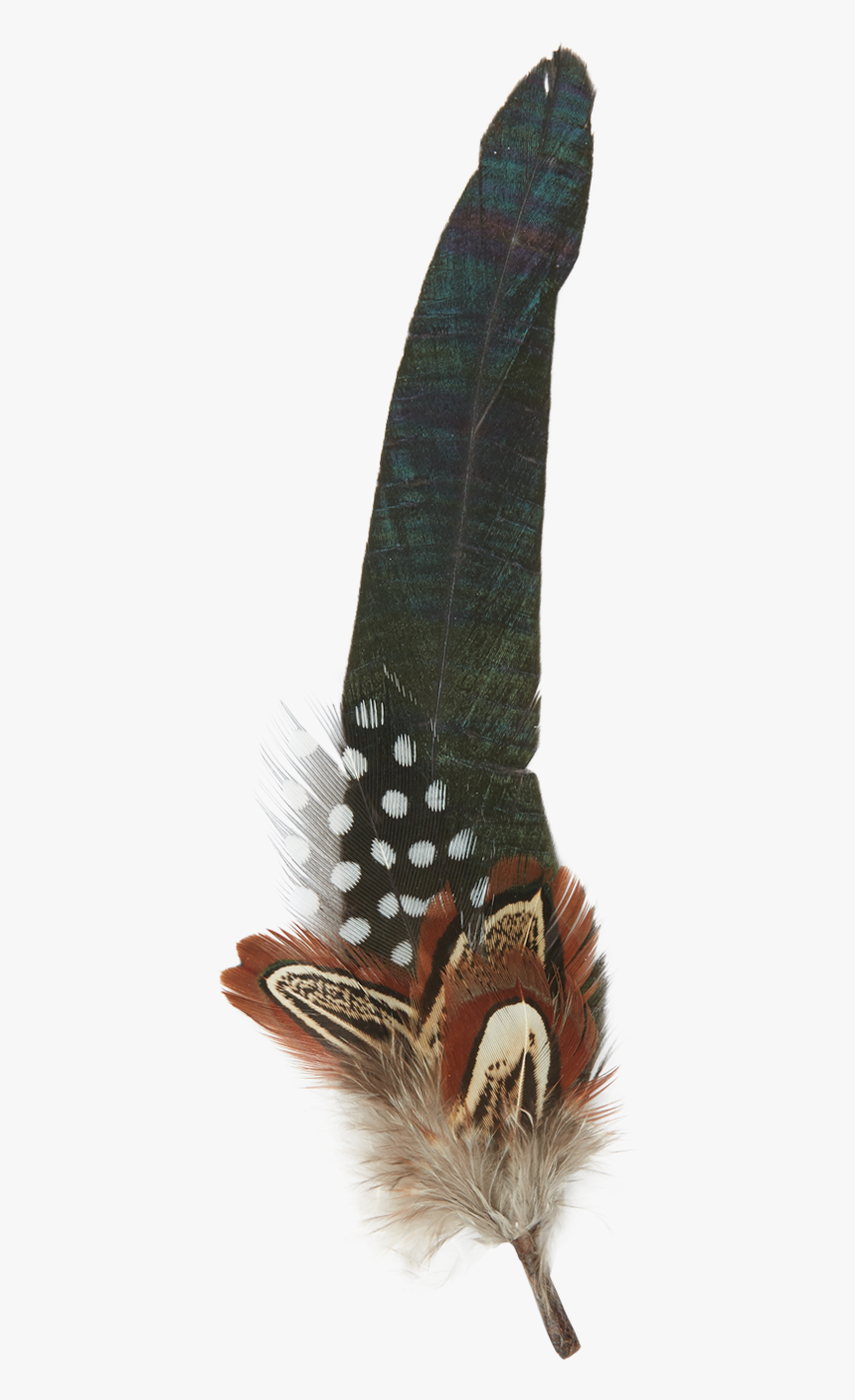 Feather Png Free Download - Insect, Transparent Png - kindpng