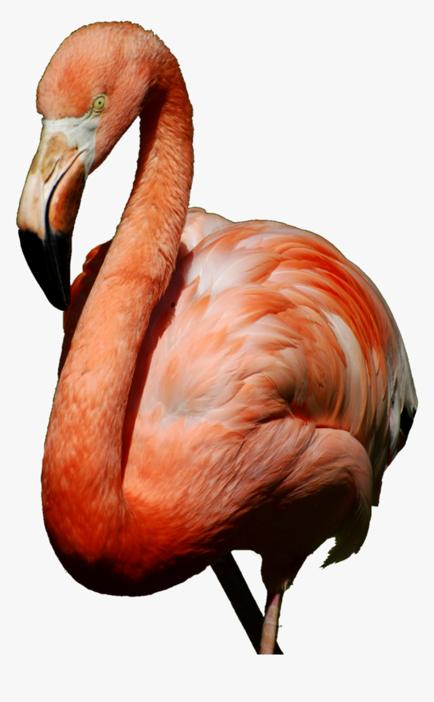 Transparent Flamingo Png, Png Download - kindpng