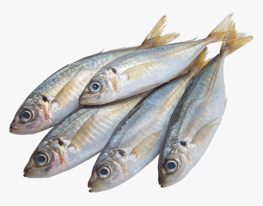 Fish Png, Transparent Png - kindpng