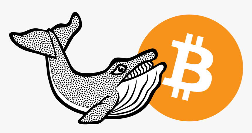 Whale - Bitcoin, HD Png Download - kindpng