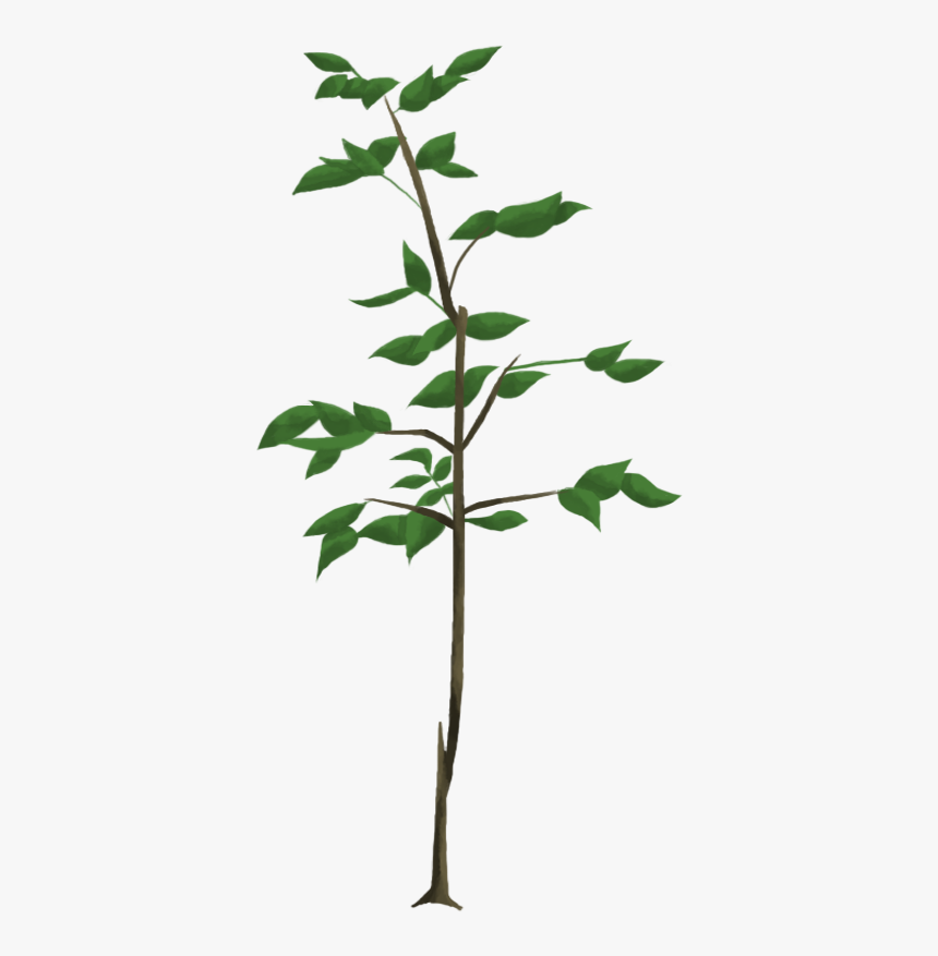 Seedling Clipart Oak Sapling - Oak Tree Sapling Png, Transparent Png ... Seedling Clipart Oak Sapling - Oak Tree Sapling Png, Transparent Png ...