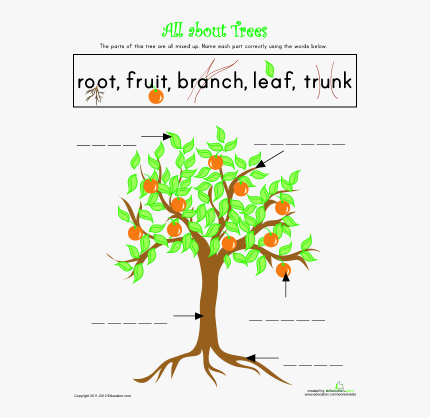 Parts Of A Tree Lesson Plan Education Com Rh Education Draw Parts Of