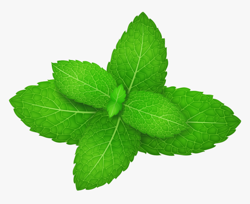 Clip Art Mint Leave Peppermint Vector HD Png Download Kindpng