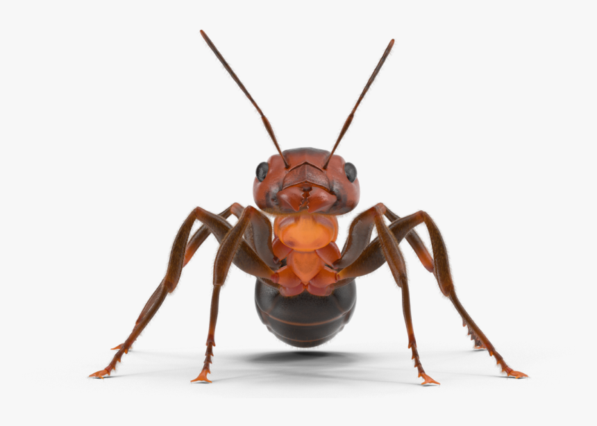 Picture - Ant, HD Png Download - kindpng
