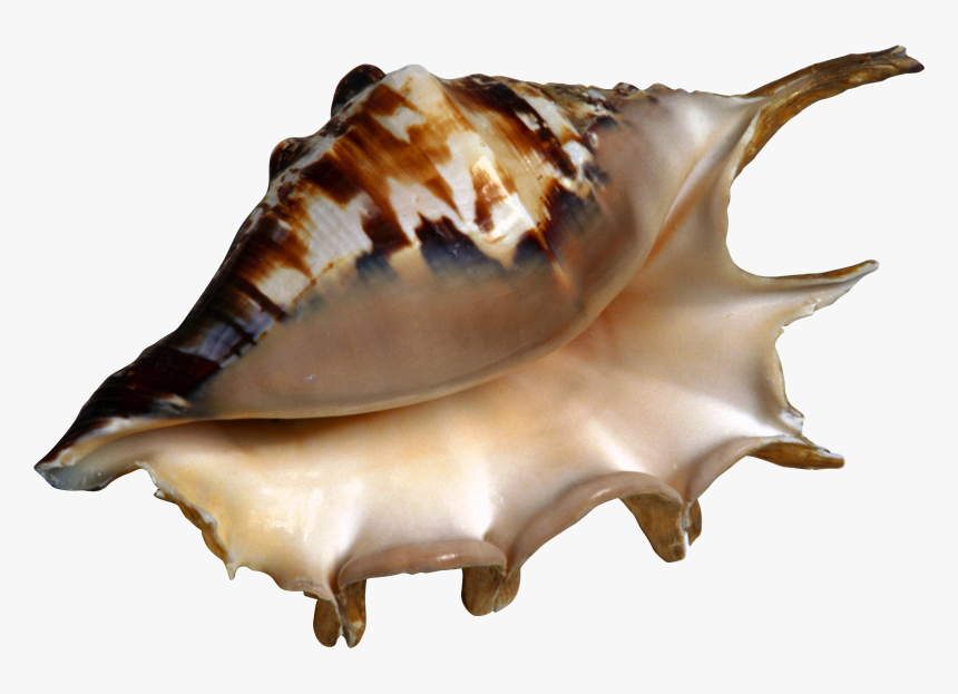 Shells Png, Transparent Png - kindpng