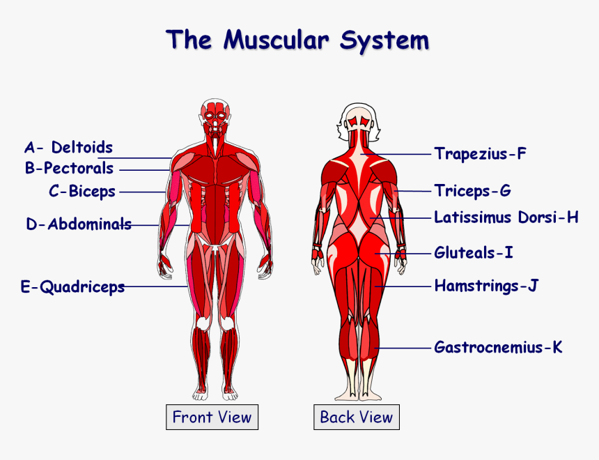 Muscles In The Body Gcse Png Download Gcse Pe Muscle Diagram 