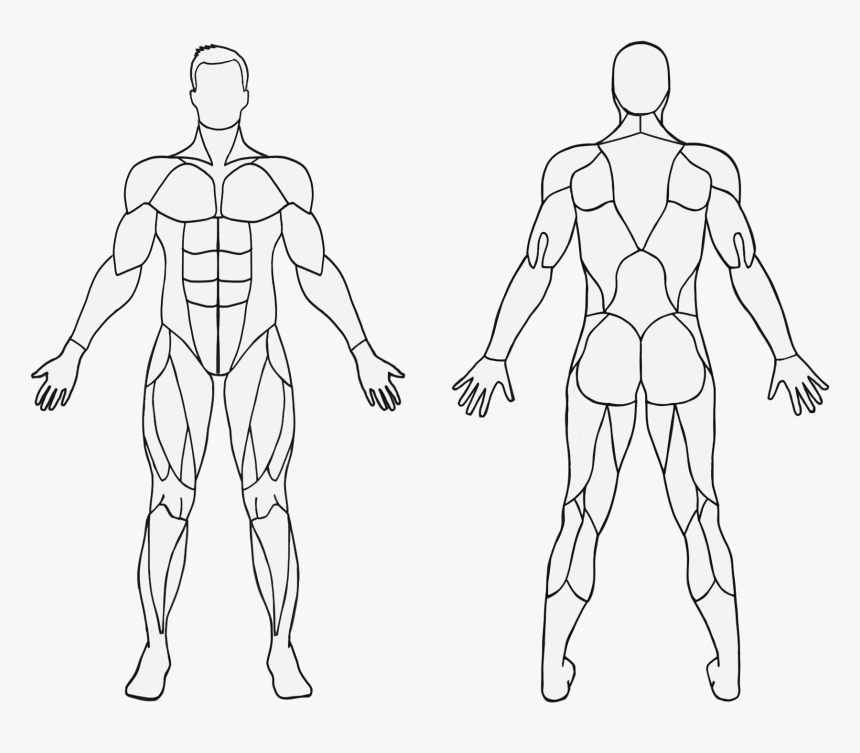 Blank Muscles In The Body Diagram Muscle Anatomy Hd Stock Images 
