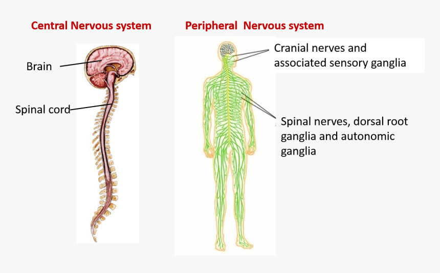 Central And Peripheral Nervous System HD Png Download Kindpng