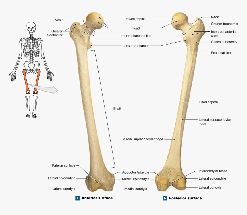 Clip Art The Bones Lower Femur Bone Anterior And Posterior HD Png Clip Art The Bones Lower Femur Bone Anterior And Posterior HD Png