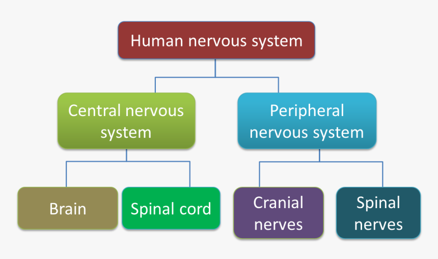 Nervous System Chart Nervous System Chart