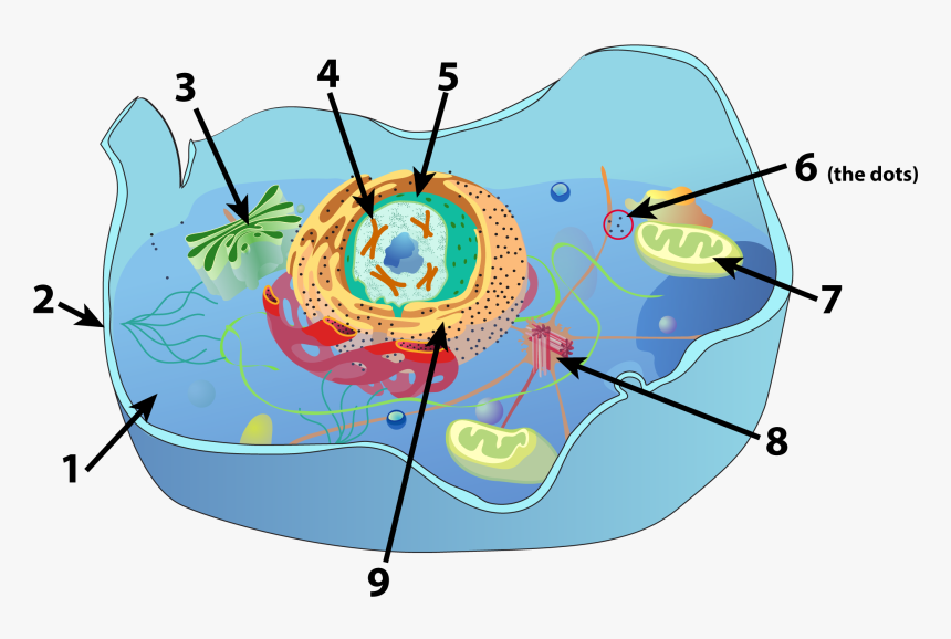 Animal Cell Png, Transparent Png - kindpng