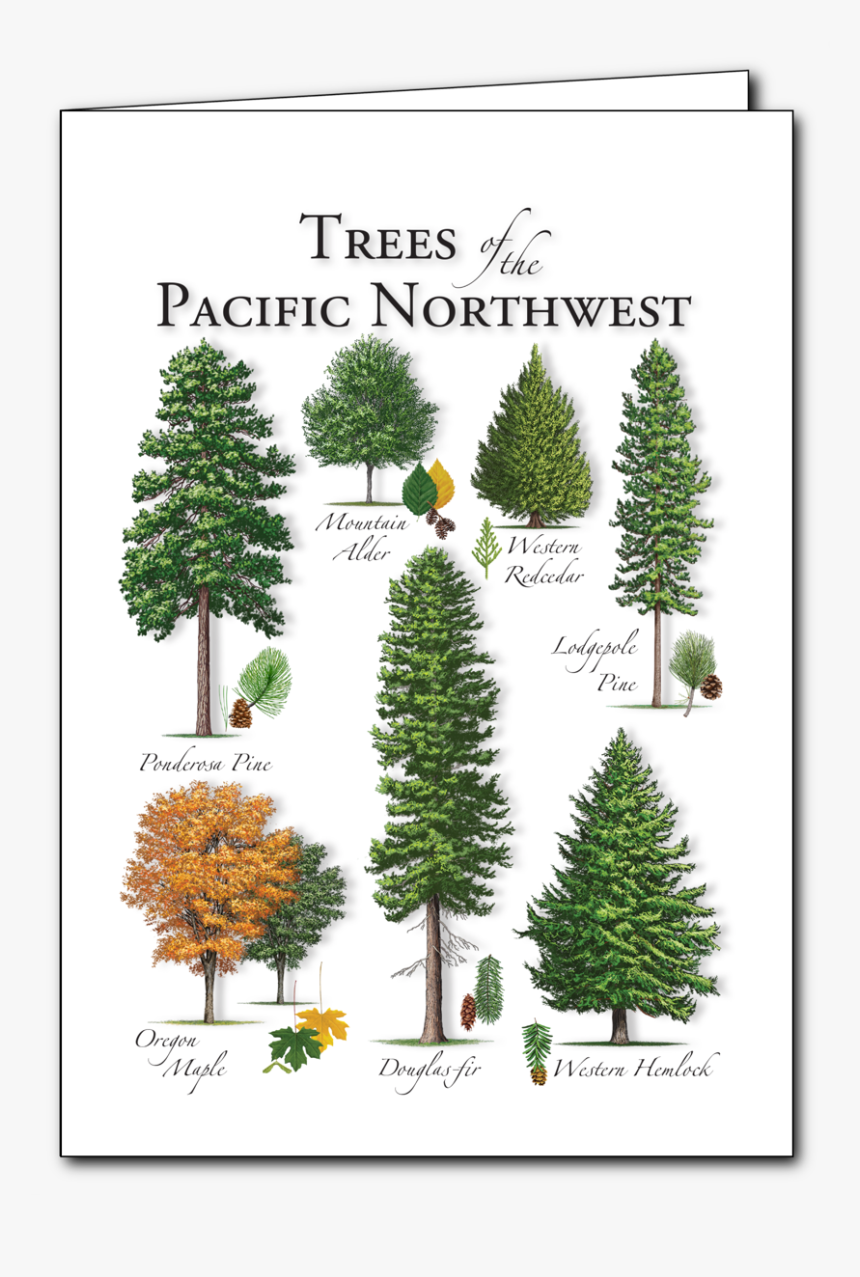 Christmas Cards Png, Transparent Png - kindpng