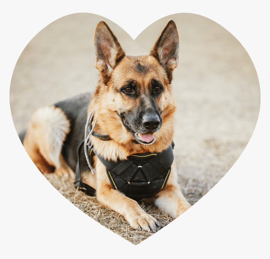 Service Dog Png, Transparent Png - kindpng