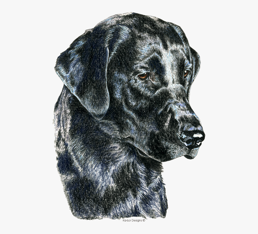 Black Lab Png, Transparent Png - kindpng