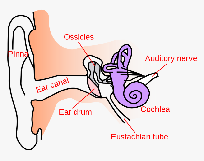 Human Ear Anatomy Diagram Human Ear Anatomy Diagram
