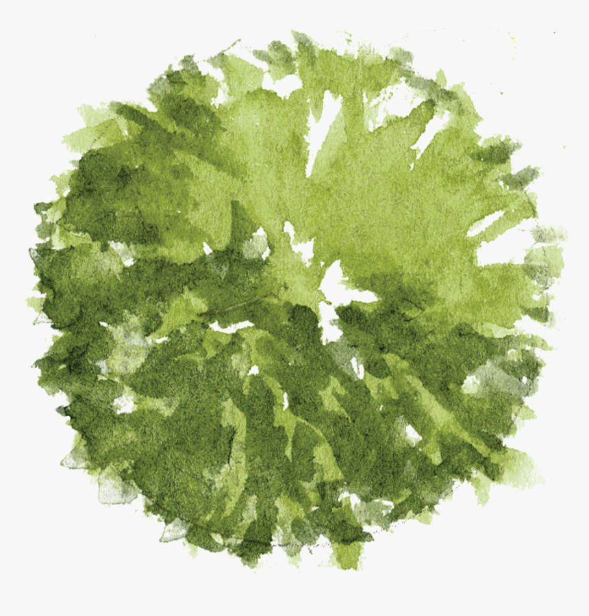 Watercolour Tree Plan Png Transparent Png Kindpng Watercolour Tree Plan Png Transparent Png Kindpng