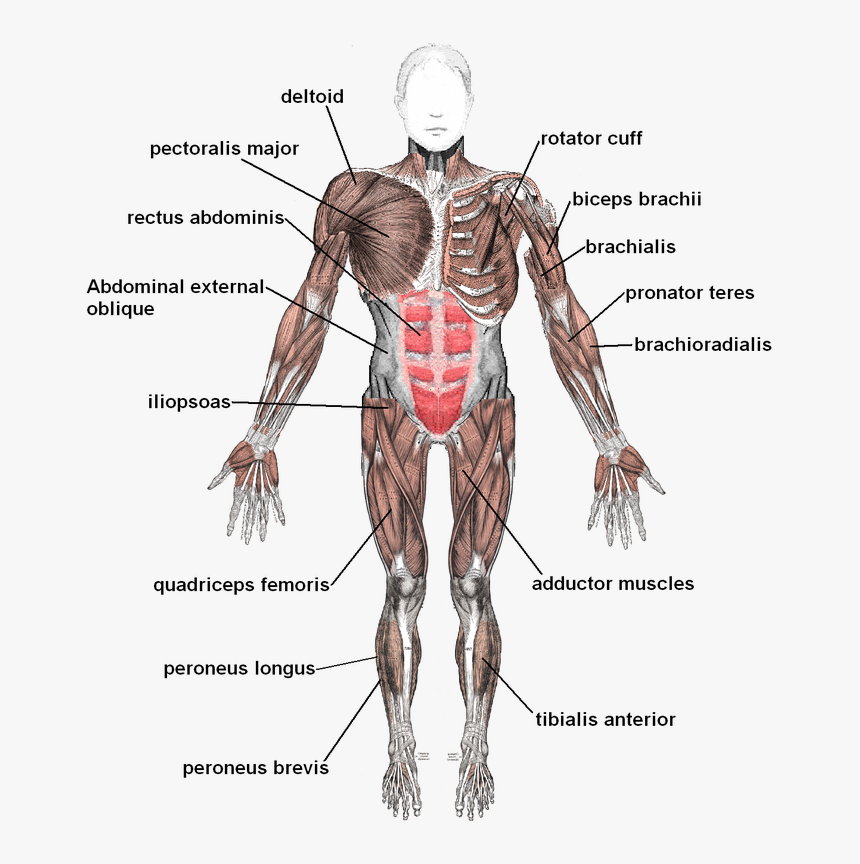 Transparent Nervous System Clipart Skeletal System Muscles HD Png Transparent Nervous System Clipart Skeletal System Muscles HD Png