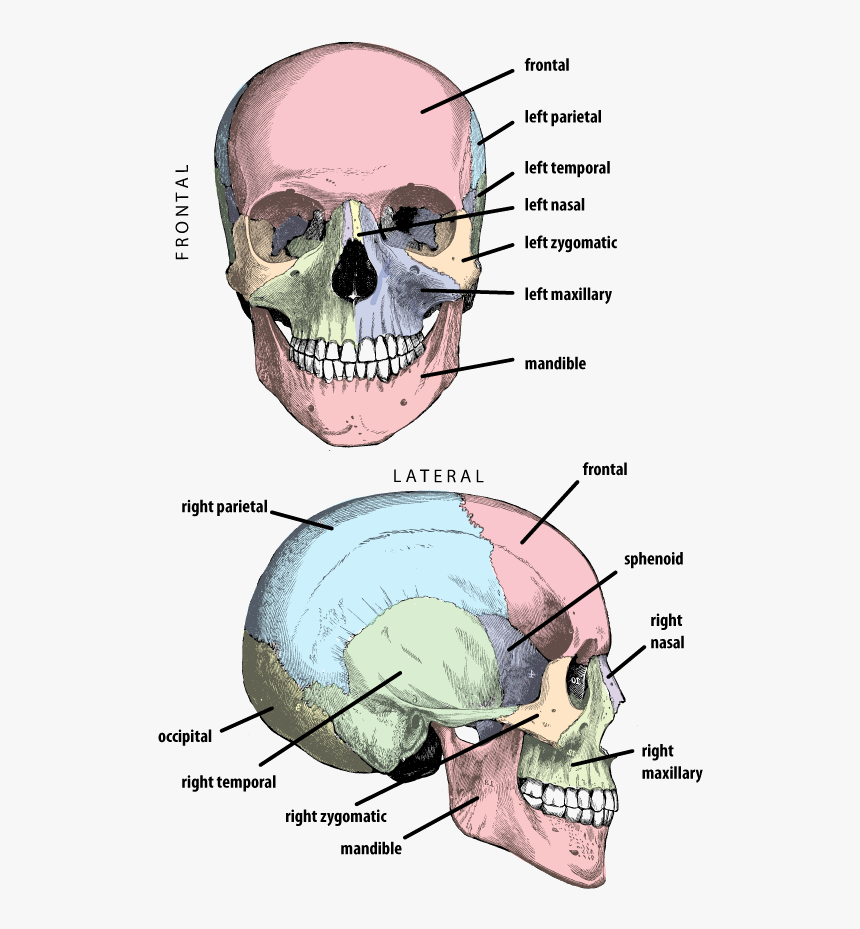 Cranium With Bones Labeled In Anterior And Lateral Petrous Part Of