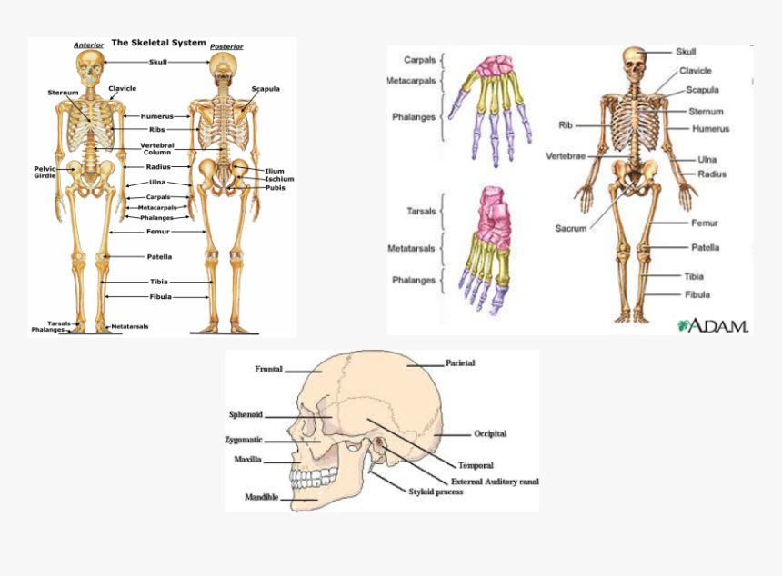 Upper Body Bone Anatomy
