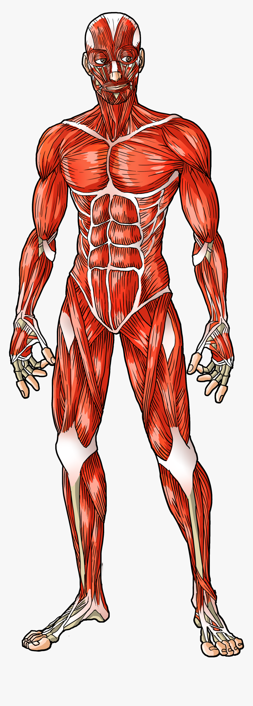 Muscle System Human Body HD Png Download Kindpng