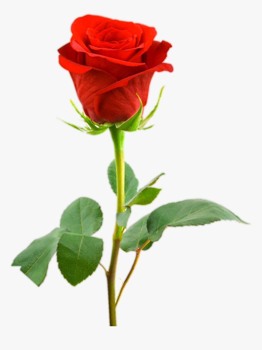 Love Gift Three Rose Png Collection - Single Red Rose Hd, Transparent ... Love Gift Three Rose Png Collection - Single Red Rose Hd, Transparent ...