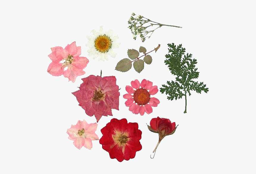 How To Dry Press Flowers Quickly Best Flower Site