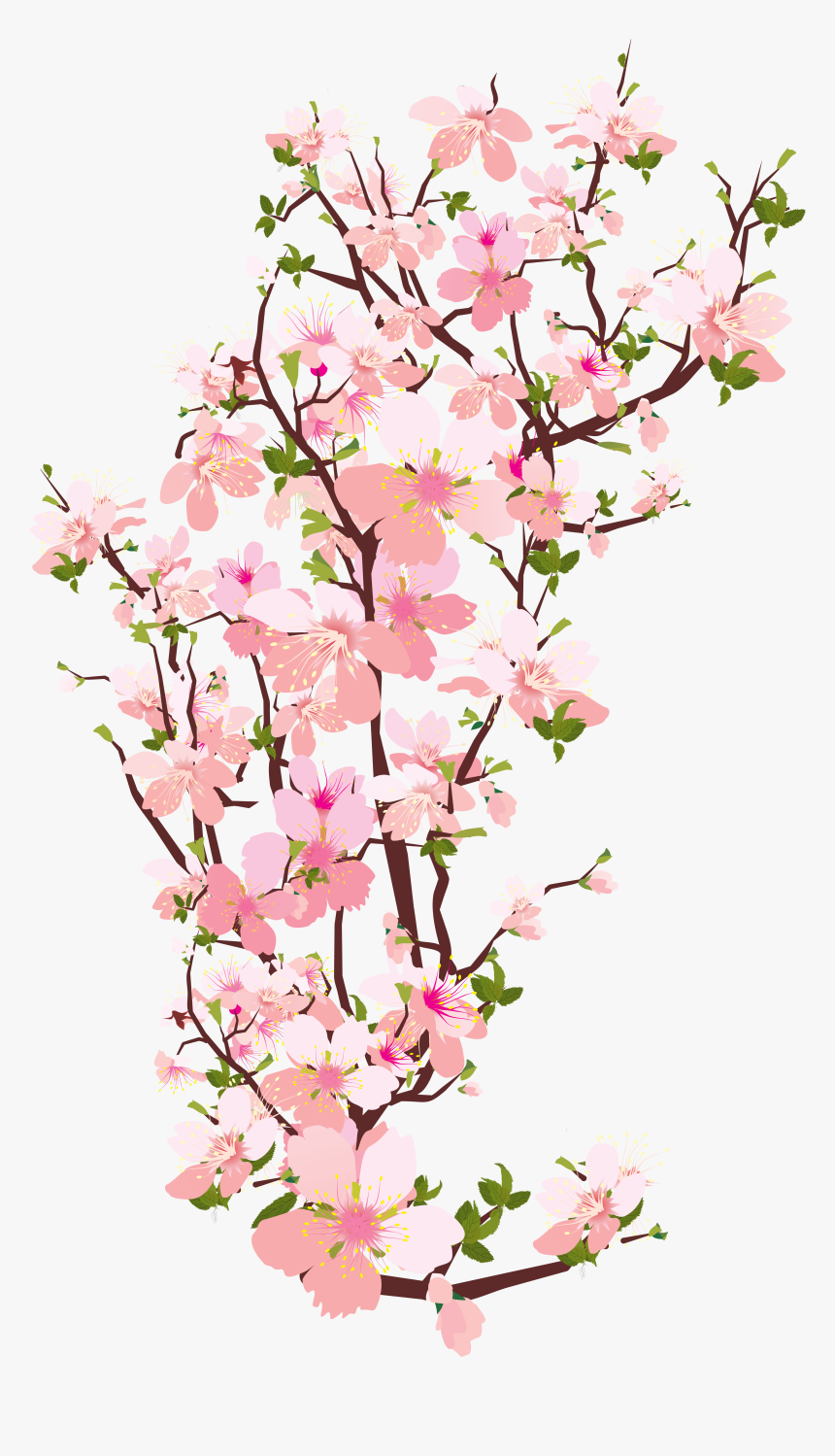Branch Tree Cherry Blossom Clip Art - Cherry Blossom Branch Transparent ... Branch Tree Cherry Blossom Clip Art - Cherry Blossom Branch Transparent ...