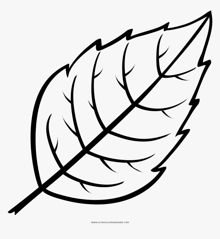Hojas De Arbol Png Leaf Coloring Page Hoja De Arbol Para Pintar Hd ... Hojas De Arbol Png Leaf Coloring Page Hoja De Arbol Para Pintar Hd ...