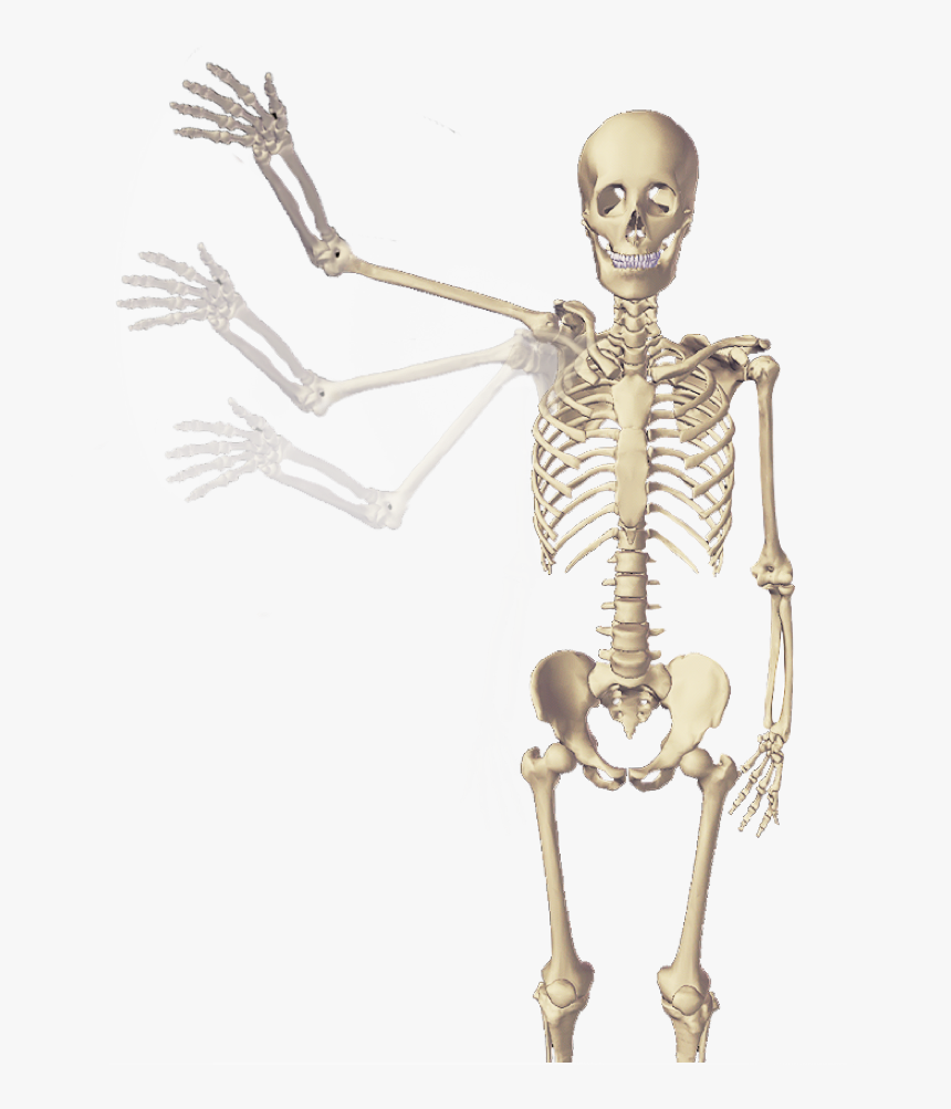 Bones And Joint Movement In Live Human Subjects Skeleton HD Png Bones And Joint Movement In Live Human Subjects Skeleton HD Png