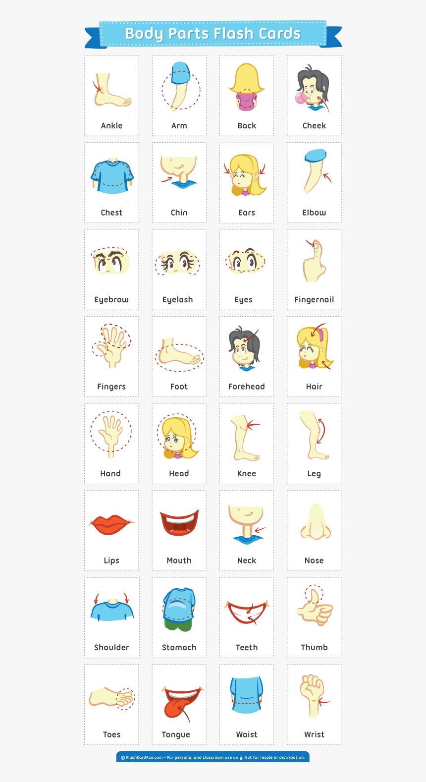 Free Printable Body Parts Flash Cards Free Printable Body Parts Free Printable Body Parts Flash Cards Free Printable Body Parts