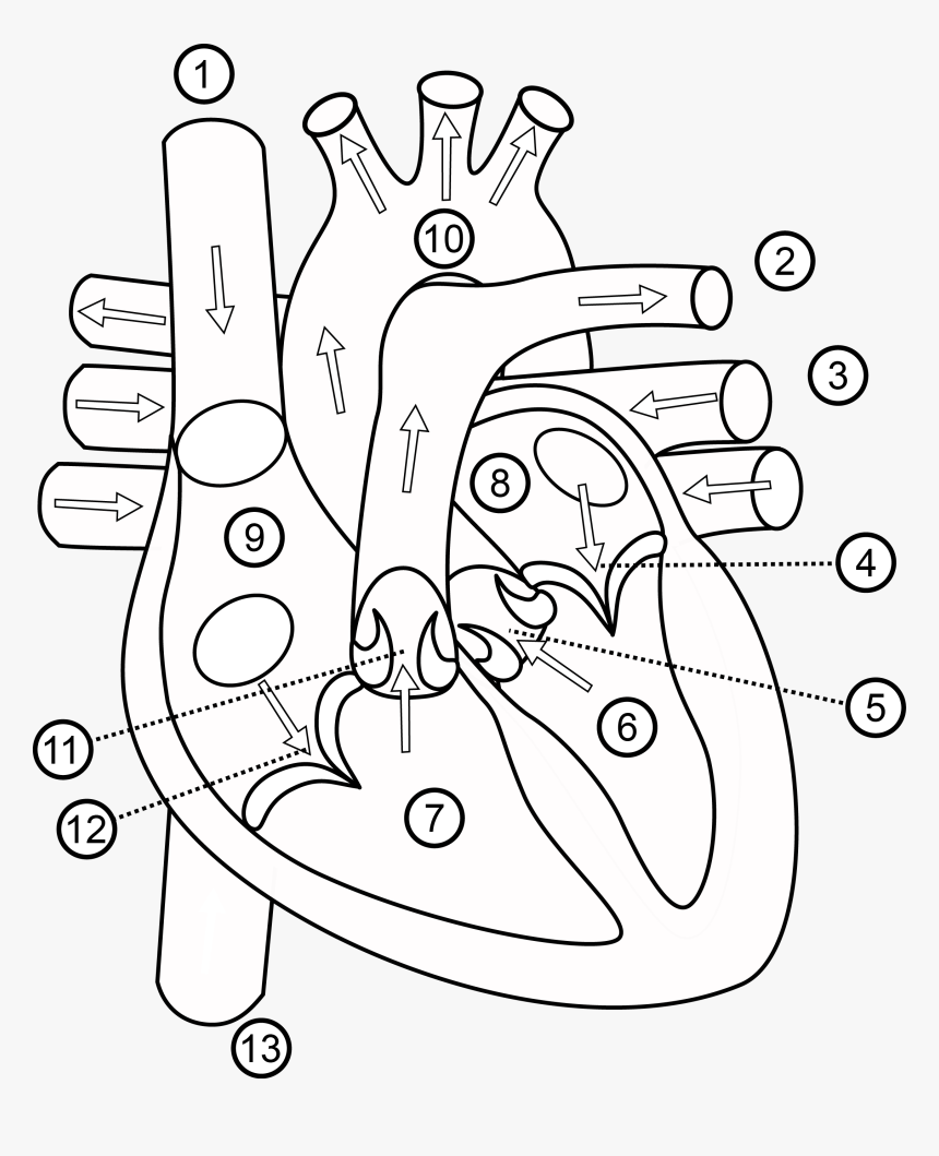 Human Heart Drawing Outline At Getdrawings Structure Of Heart Class 7 