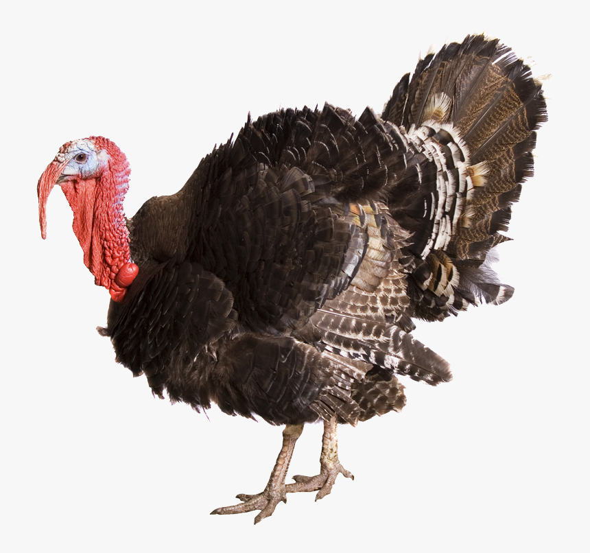 Turkey Transparent Background Image - Turkey Transparent Background, HD ...