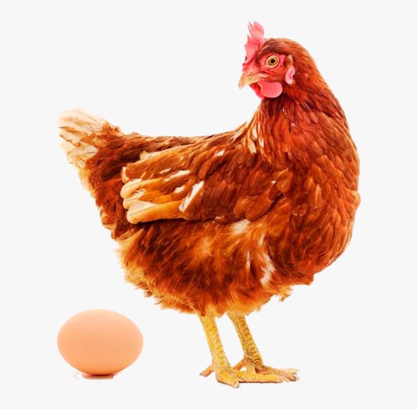 Huhn Ei, HD Png Download - kindpng