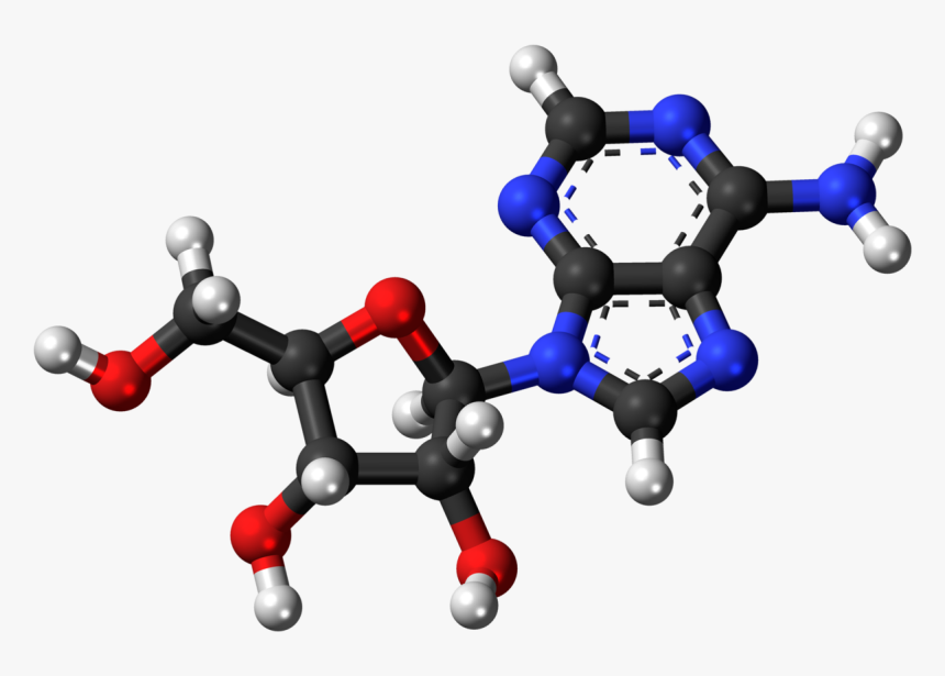 Nucleic Acid 3d Model Hd Png Download Kindpng
