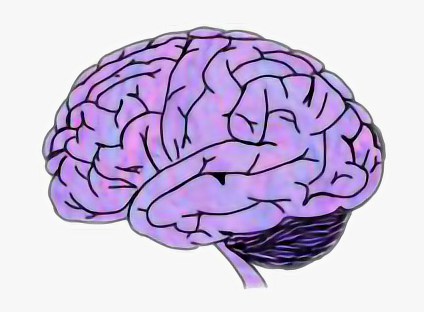 Transparent Brain Clipart Png - Purple Brain, Png Download - kindpng
