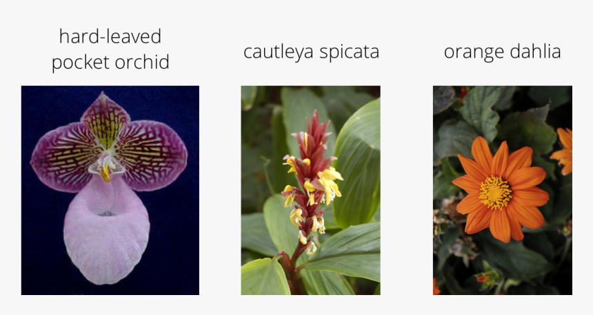 Alt Text - Pytorch, HD Png Download - kindpng