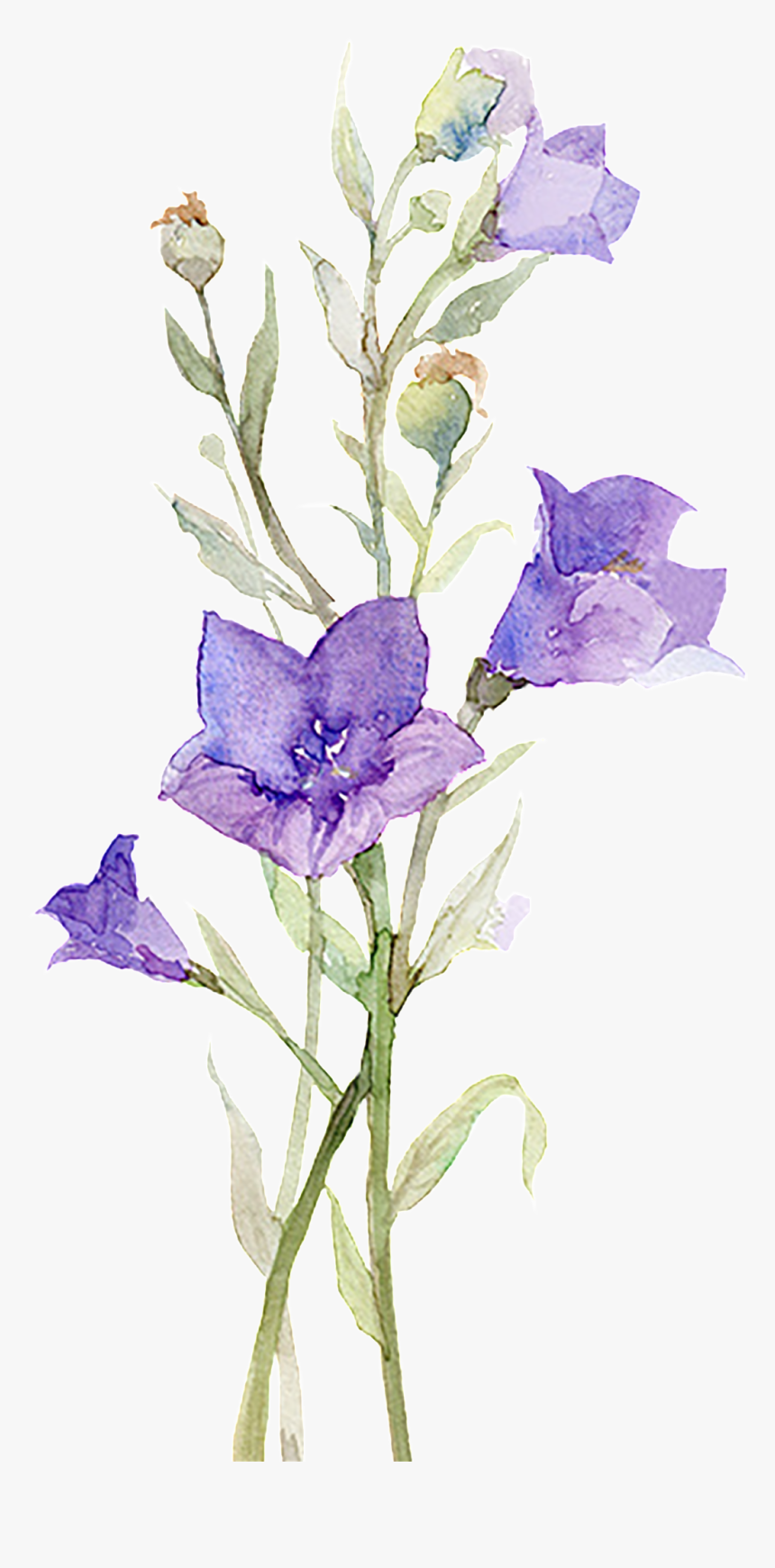 Top 110 + Flores moradas acuarela png - Anmb.mx Top 110 + Flores moradas acuarela png - Anmb.mx
