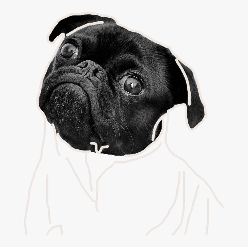 Supreme Pug, HD Png Download - kindpng