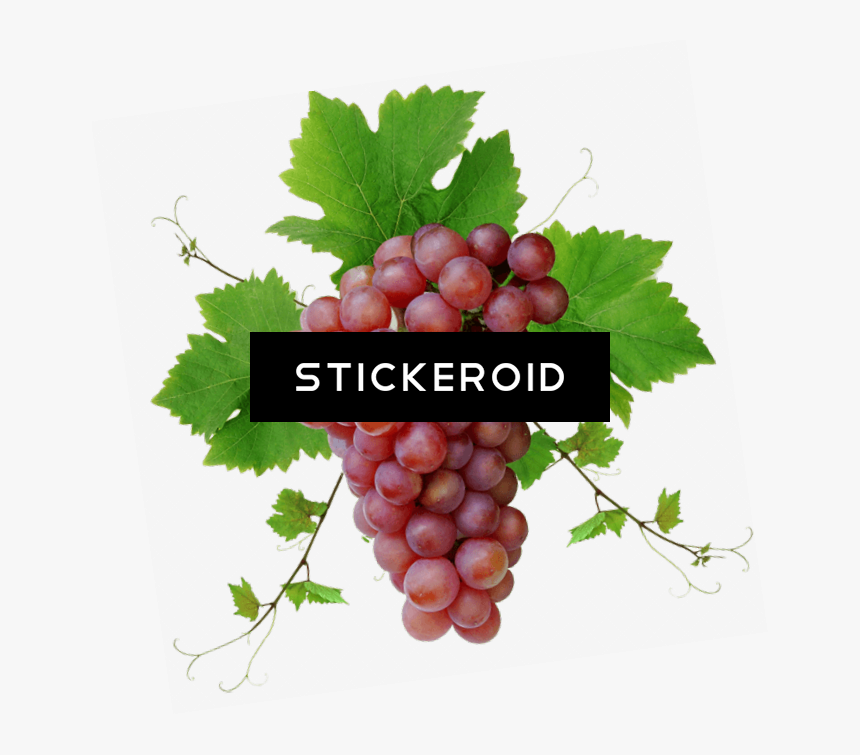 Red Grape Png With - Grape .png, Transparent Png - kindpng