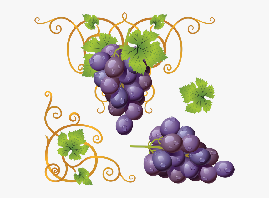 Transparent Background Grape Clipart, HD Png Download - kindpng