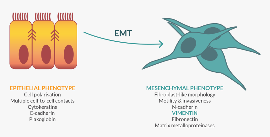 Bien, HD Png Download - kindpng