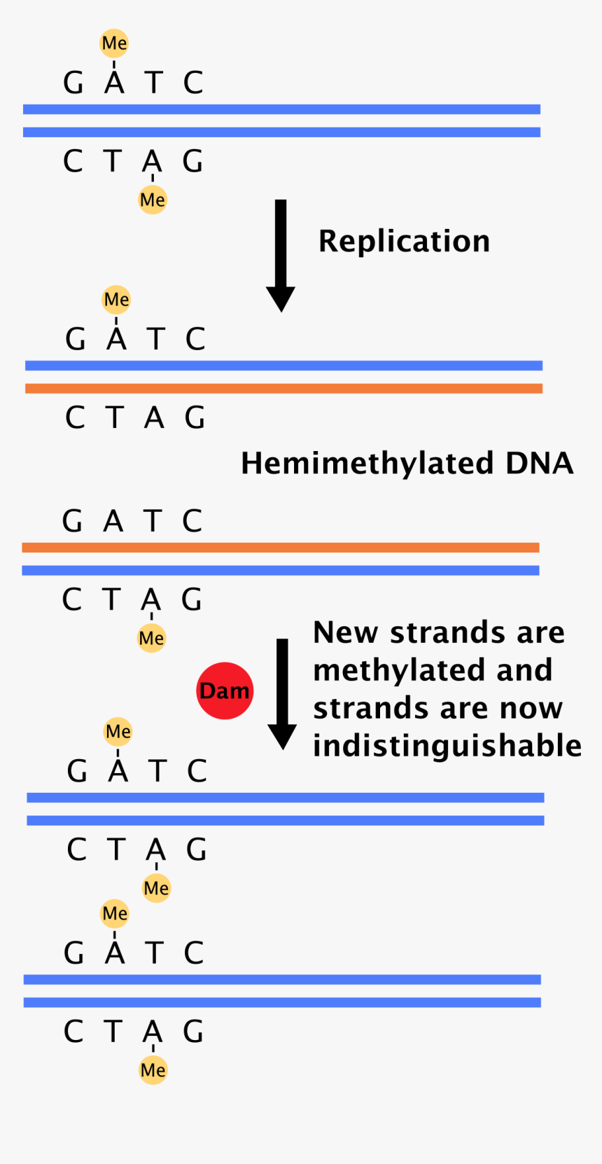 Hemimethylation, HD Png Download - kindpng