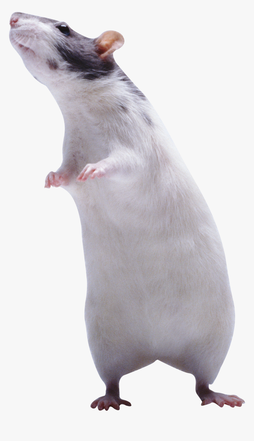 Download And Use Rat - Chuha Image Png, Transparent Png - kindpng