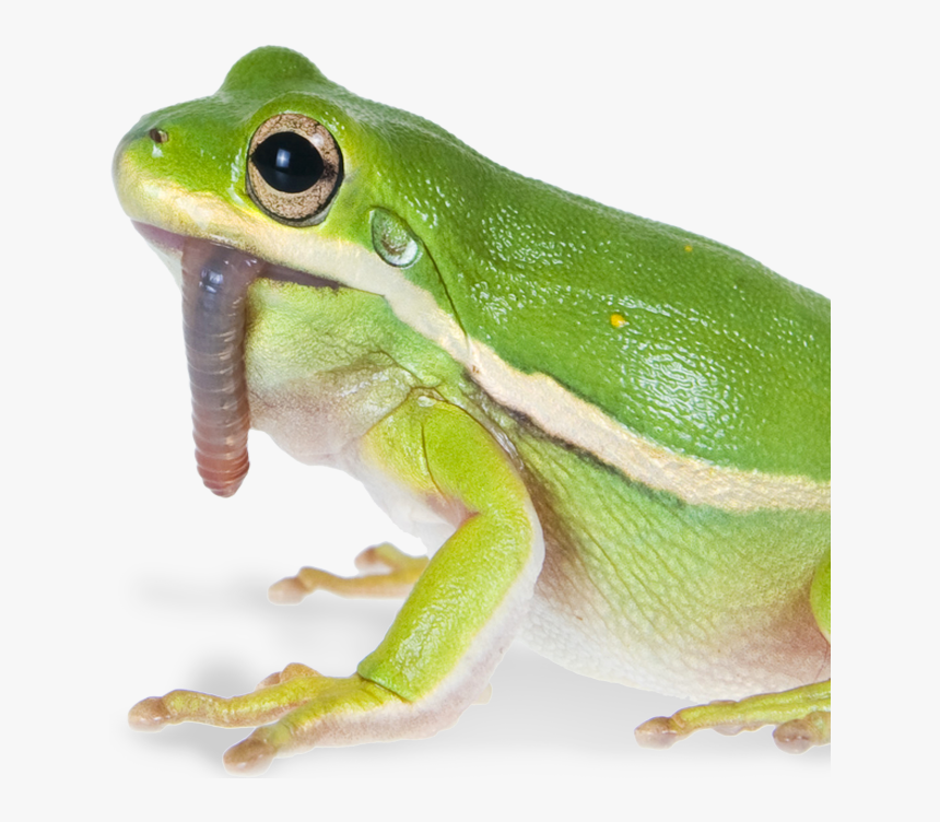 True Frog, HD Png Download - kindpng